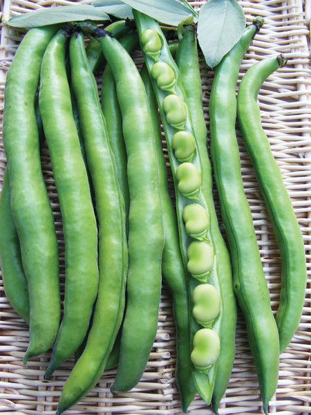 Pianta di fava aguadulce supersimonia